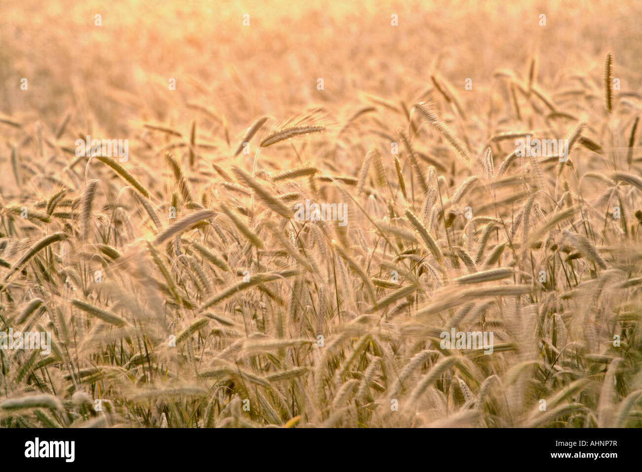 FIELD OF BARLEY Stock Photo - Alamy