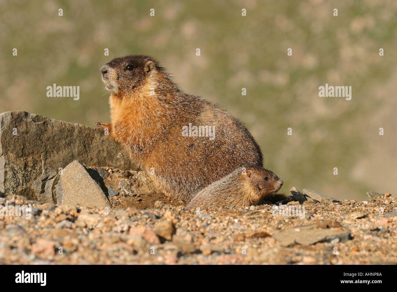 Yellow bellied marmot Stock Photo - Alamy