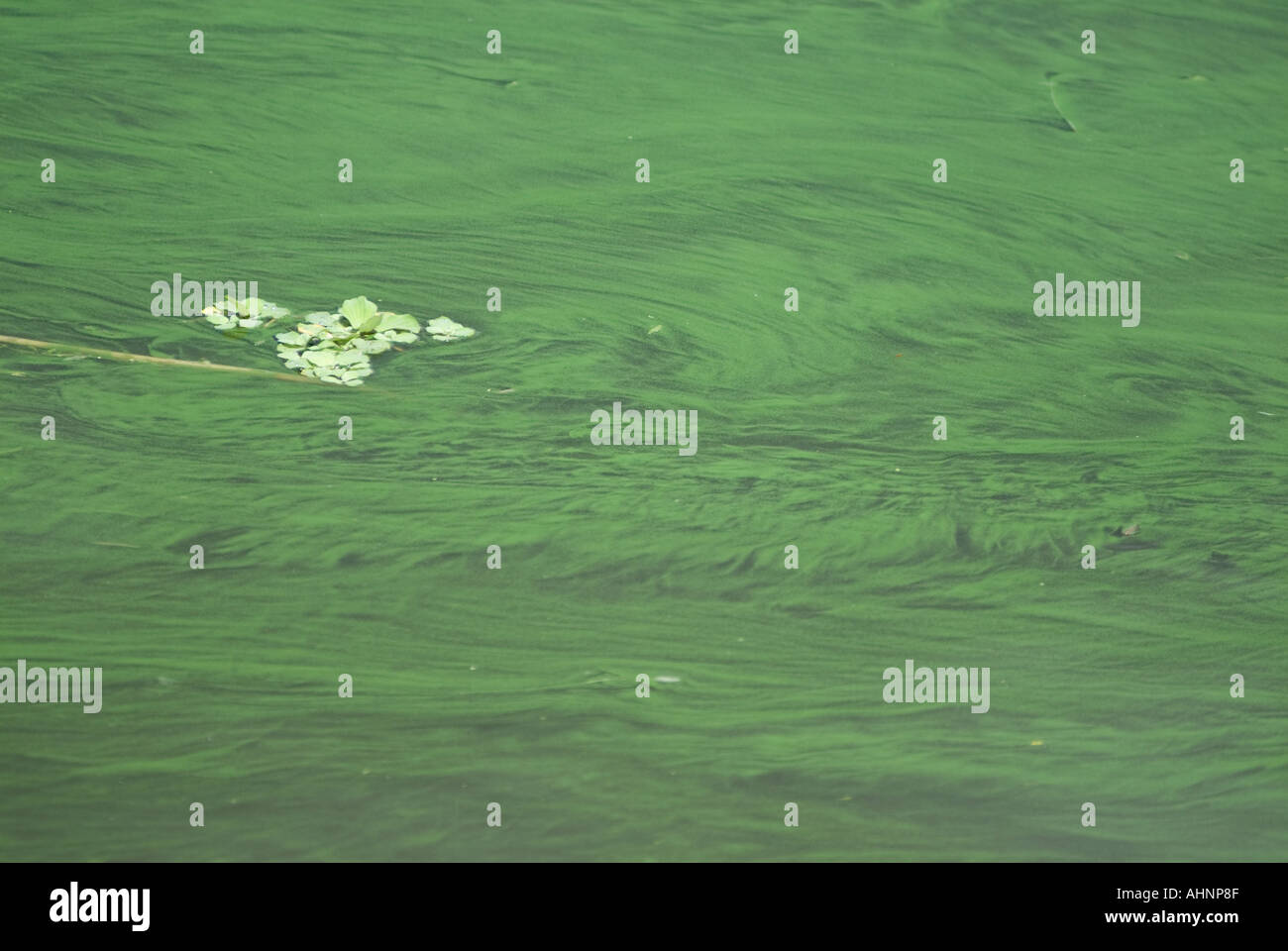 blue green algae in Florida Canal water quality Stock Photo - Alamy