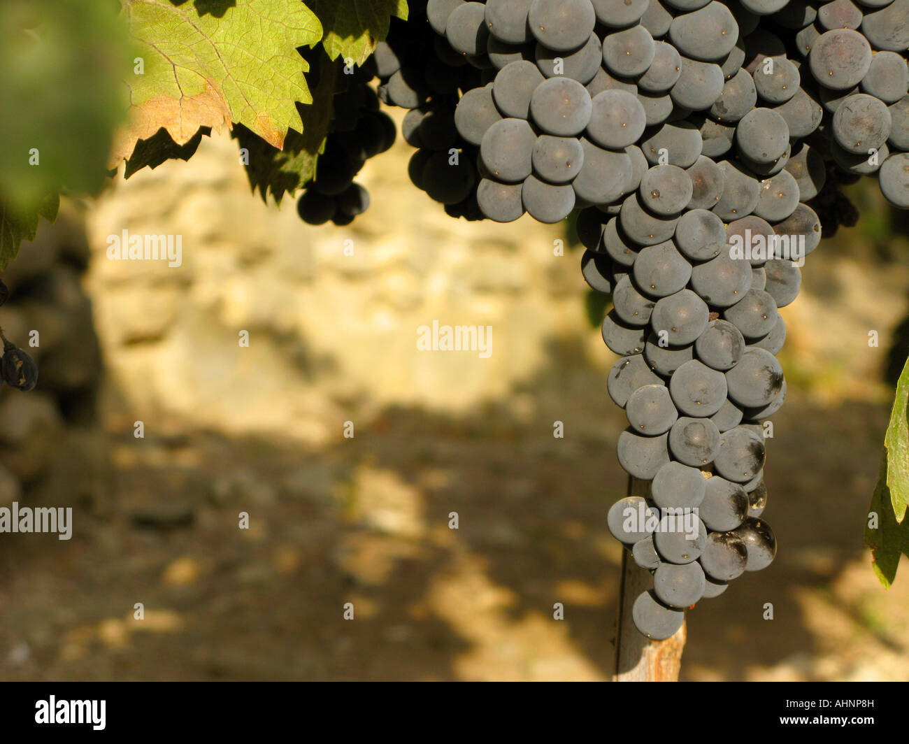 ripe garnacha grape detail wnery Stock Photo - Alamy