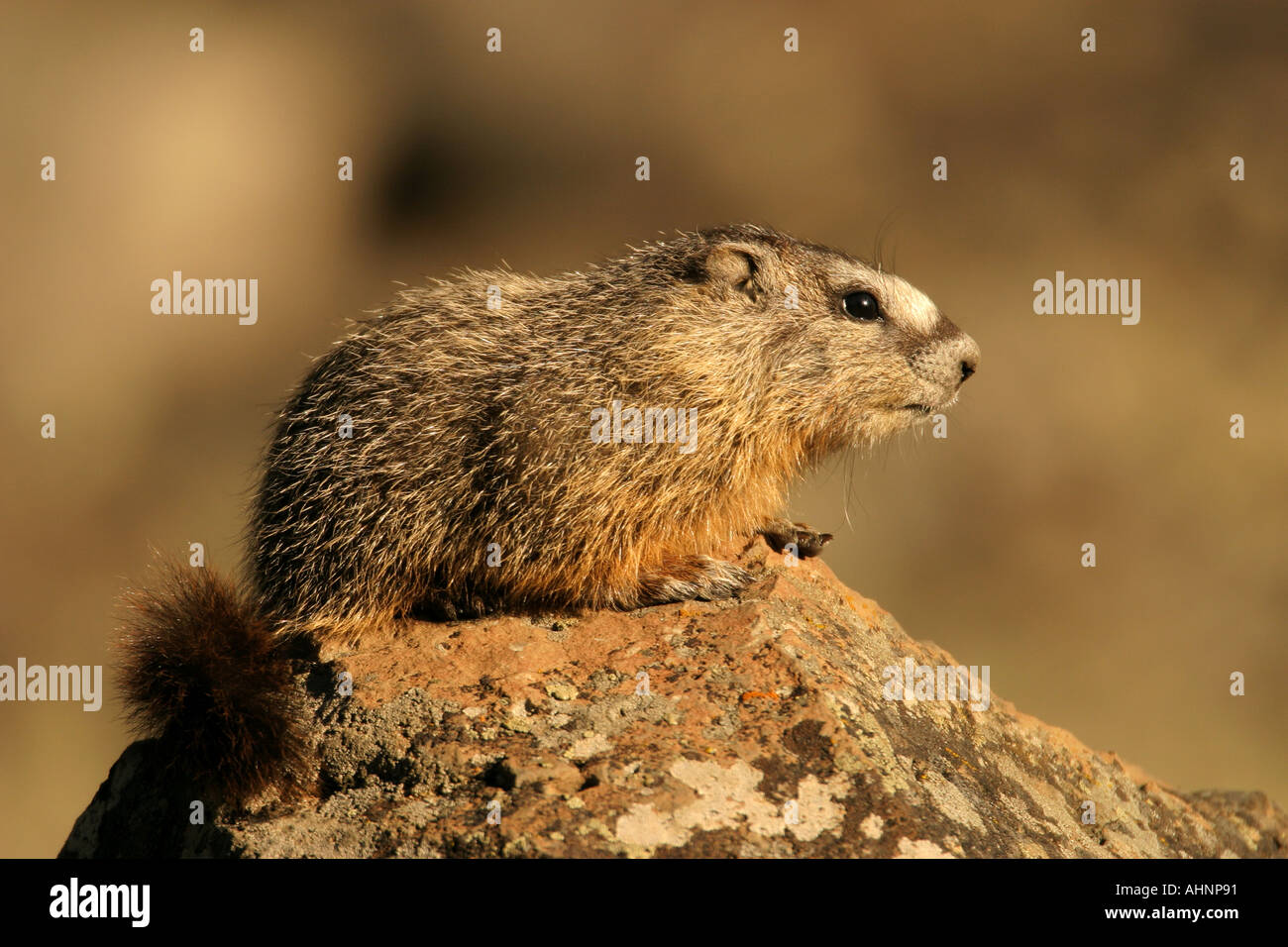 Yellow bellied marmot baby Stock Photo - Alamy