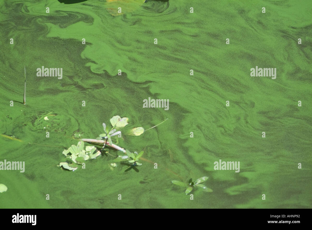 blue green algae in Florida Canal Stock Photo - Alamy