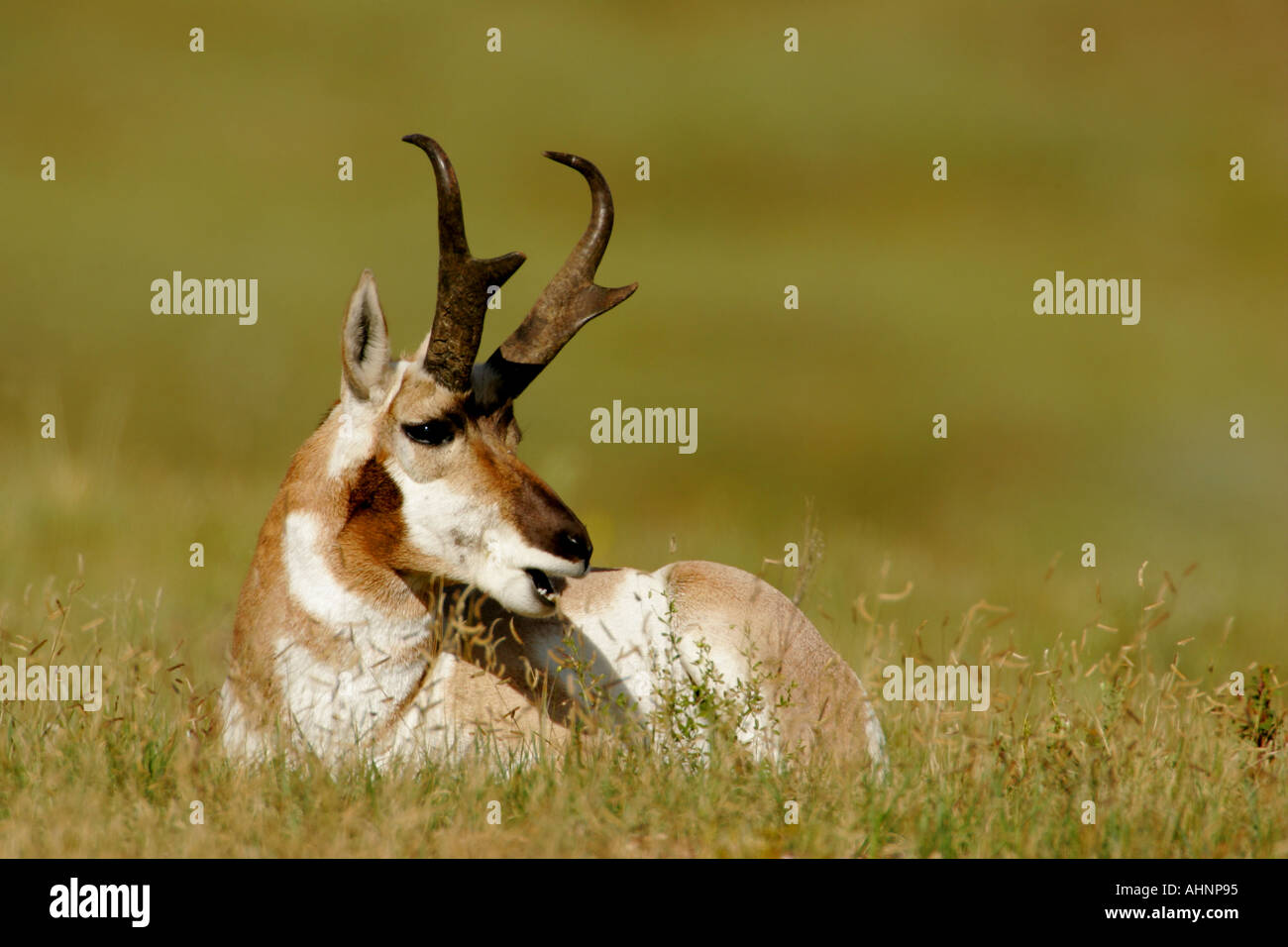 Pronghorn antelope buck Stock Photo - Alamy