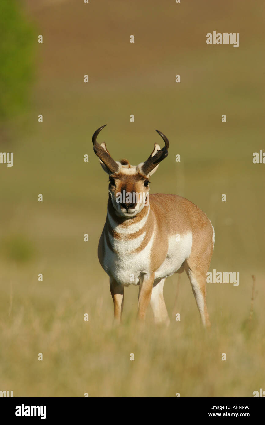 Pronghorn antelope buck Stock Photo - Alamy