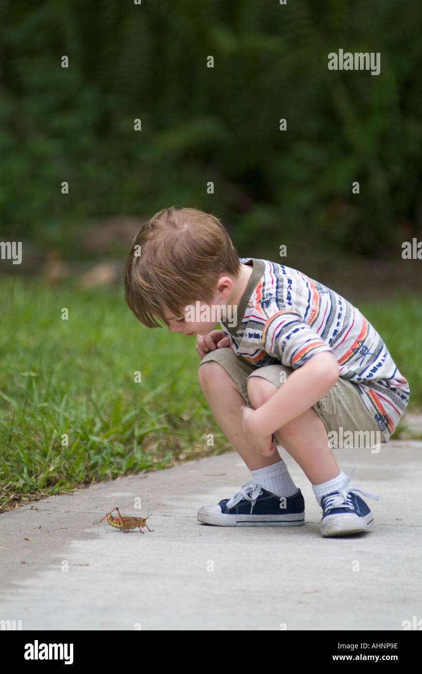 boy with bug insects grass hopper grasshopper curious curiosity Stock ...