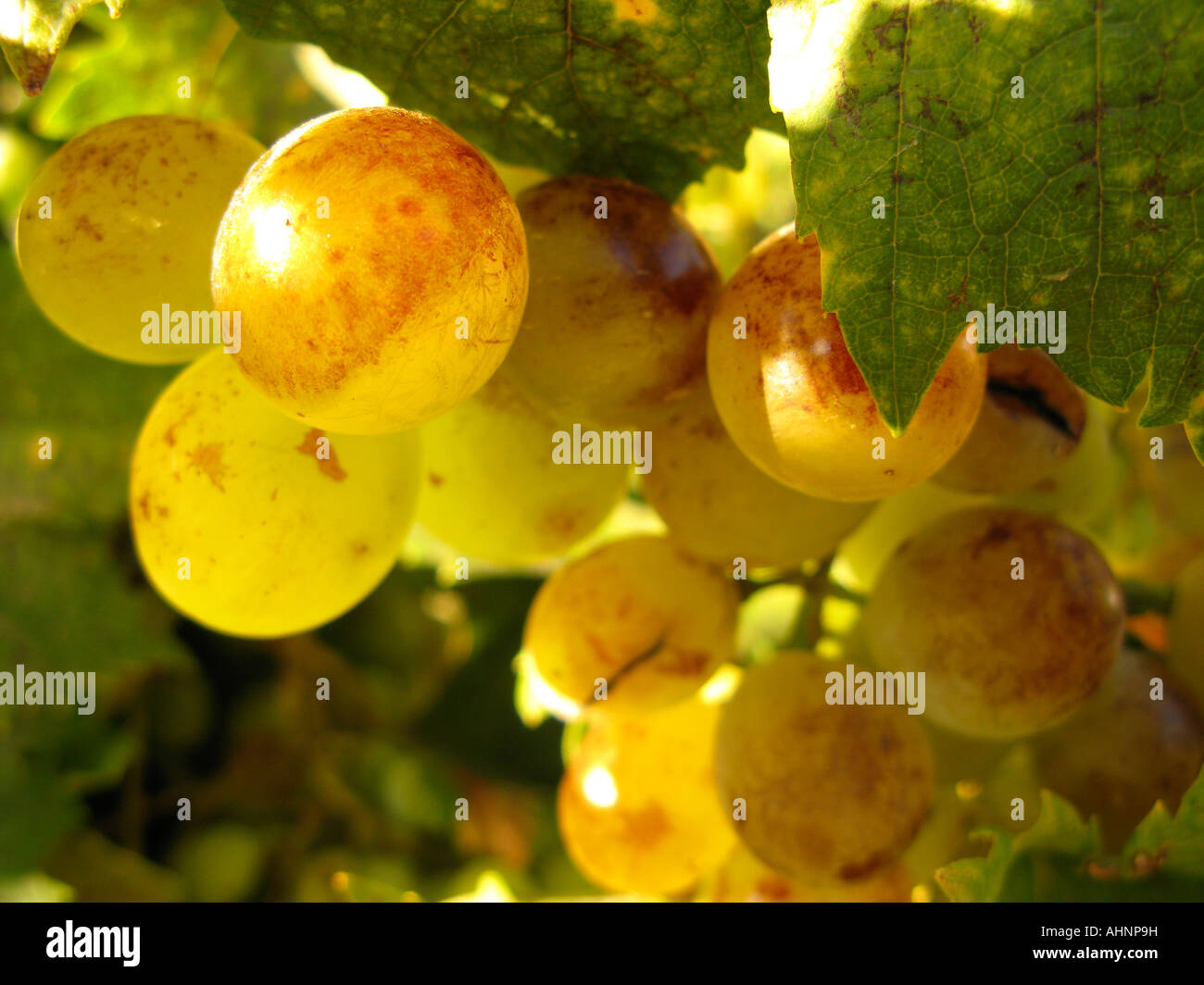 single white grapes close up closeup detail growing Stock Photo - Alamy