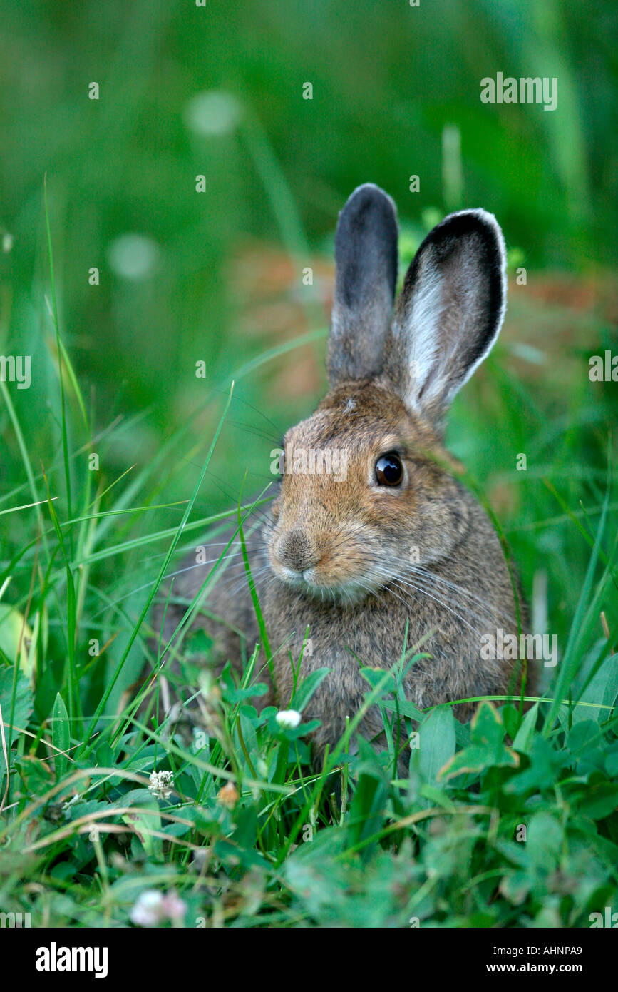 Snowshoe hare summer hi-res stock photography and images - Alamy