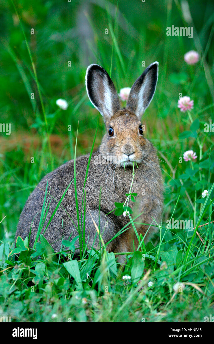Snowshoe hare in summer pelage Stock Photo - Alamy
