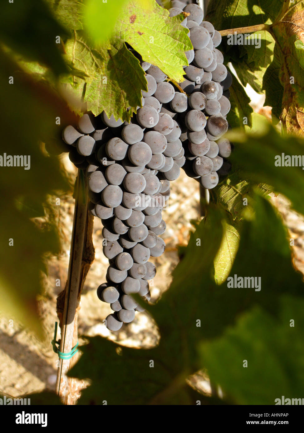 vertical grape detail closeup close up Stock Photo - Alamy