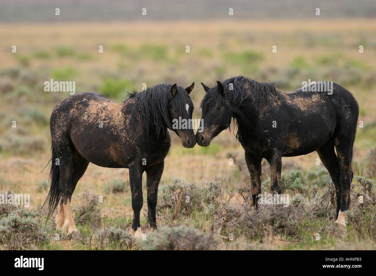 Mccollough hi-res stock photography and images - Alamy