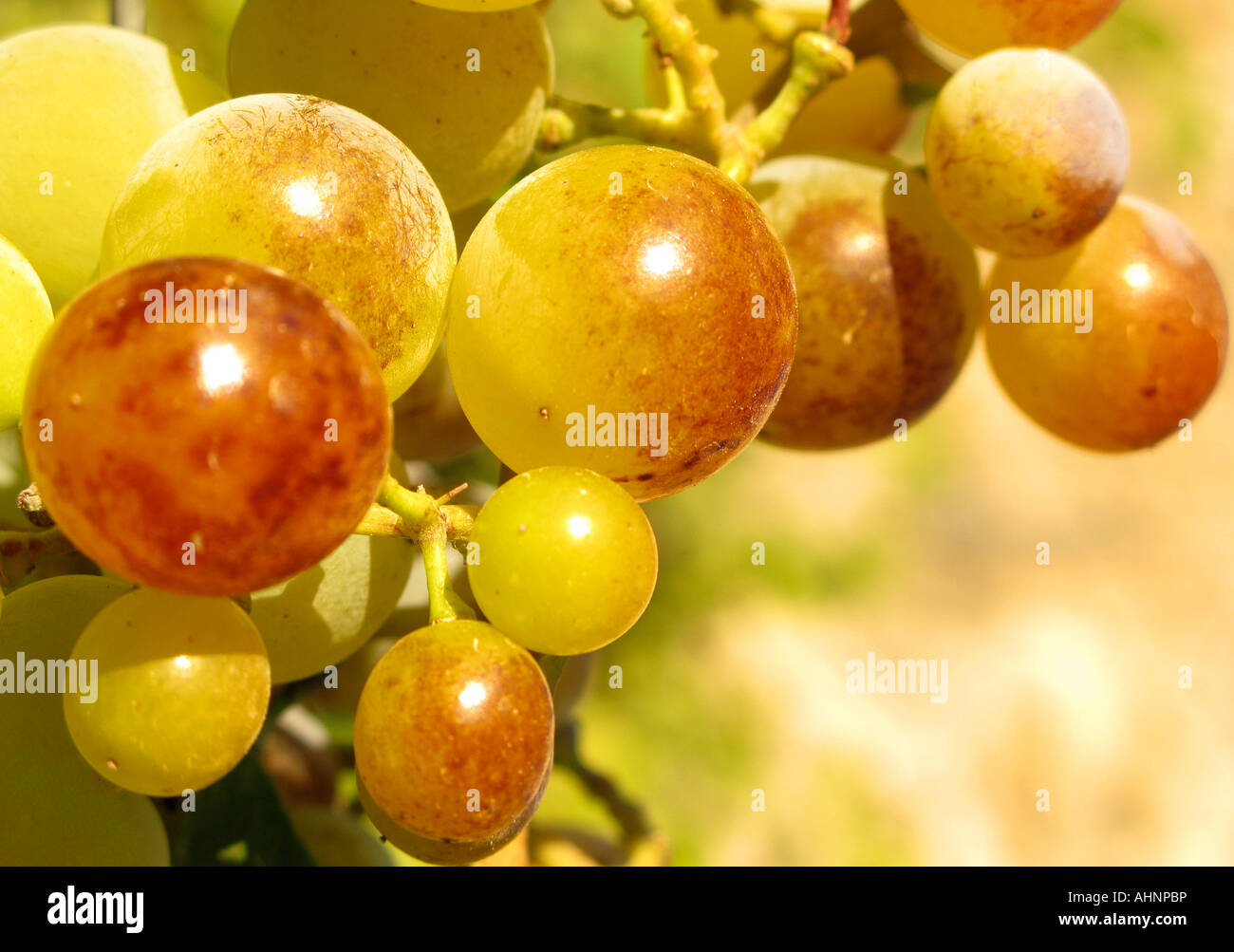 white grapes close up closeup detail grow Stock Photo - Alamy