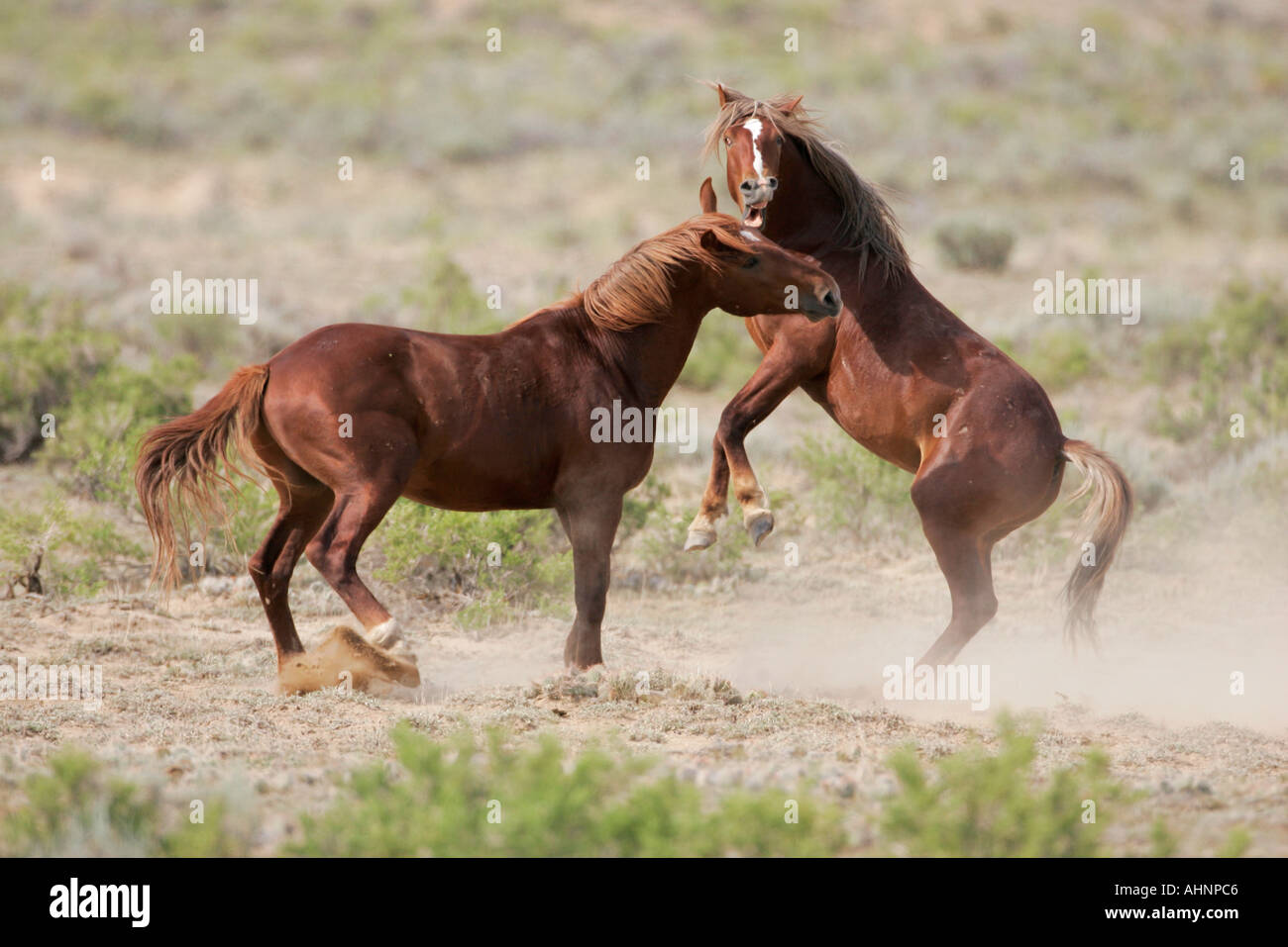 Wild mustang stallions fighting Stock Photo - Alamy