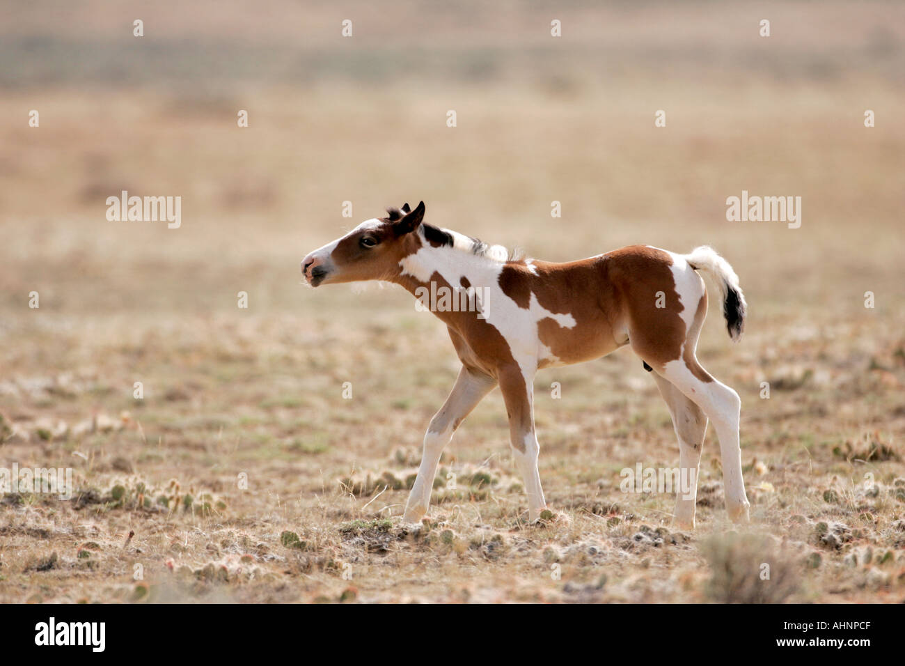 Wild mustang foal Stock Photo - Alamy