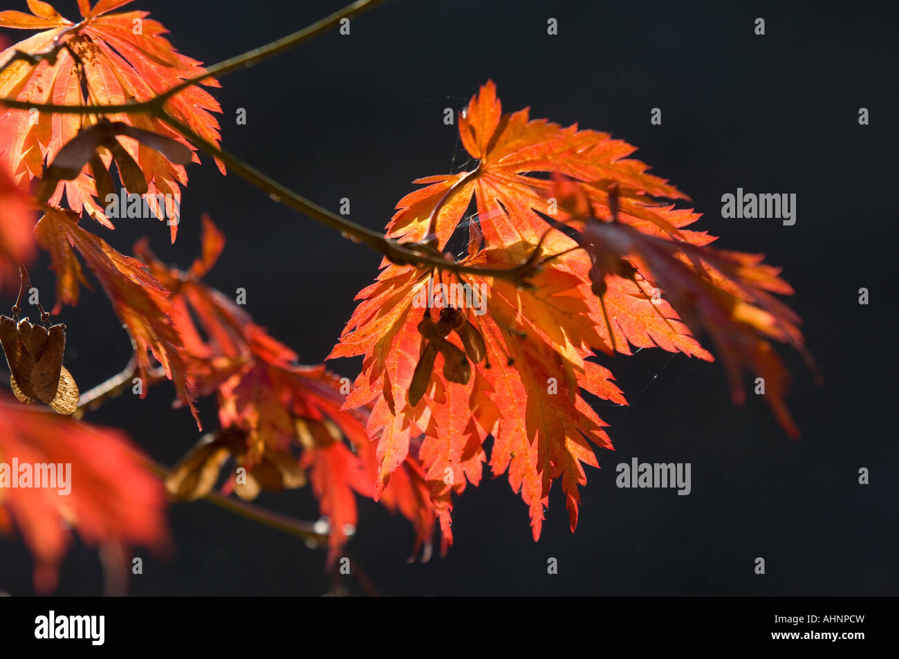 AUTUMN COLOUR LEAVES OF AN JAPANESE ACER BACKLIT BY THE AUTUMN SUNSHINE ...