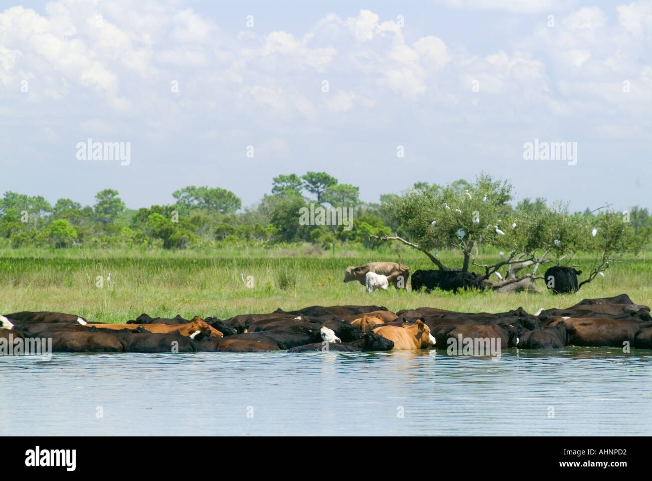 cattle in pond standing in water ranch farm cows cooling off staing ...