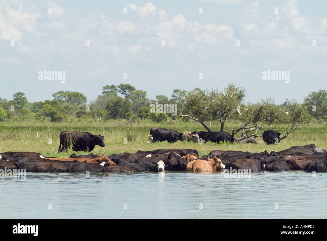 cattle in pond standing in water ranch farm cows cooling off staing ...