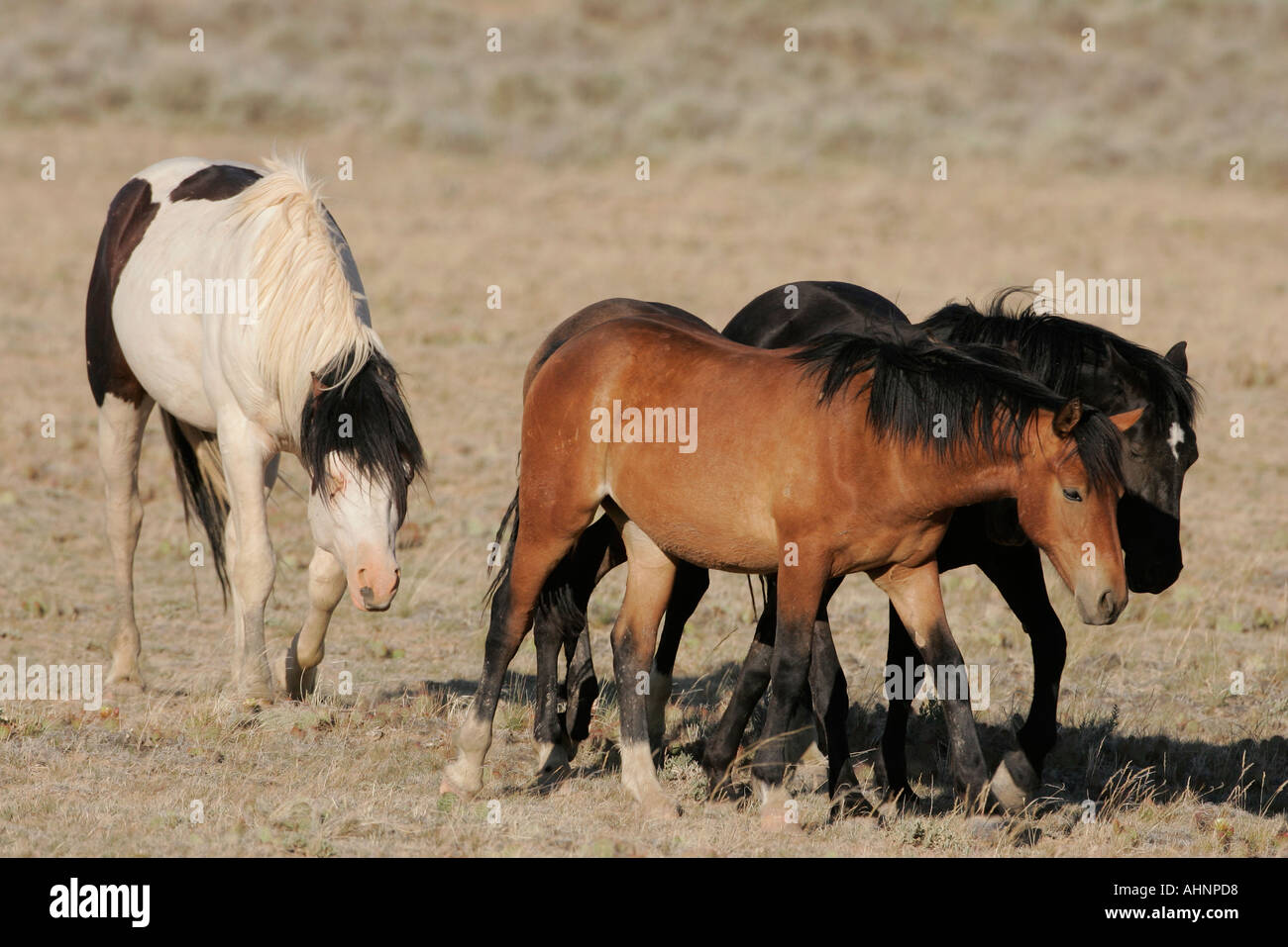Band stallion hi-res stock photography and images - Alamy