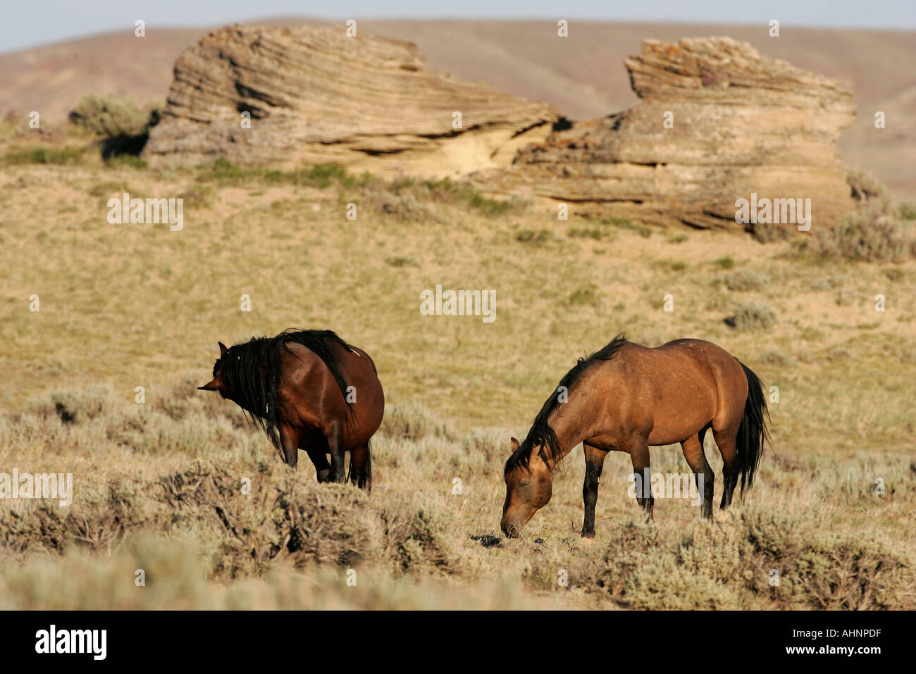 Blm mustangs hi-res stock photography and images - Alamy