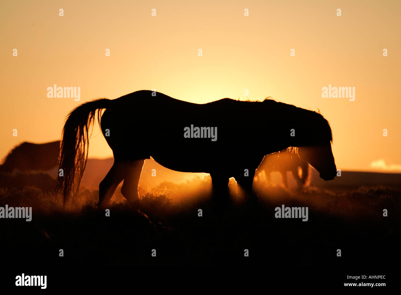 Wild Horse And Sunset High Resolution Stock Photography and Images - Alamy