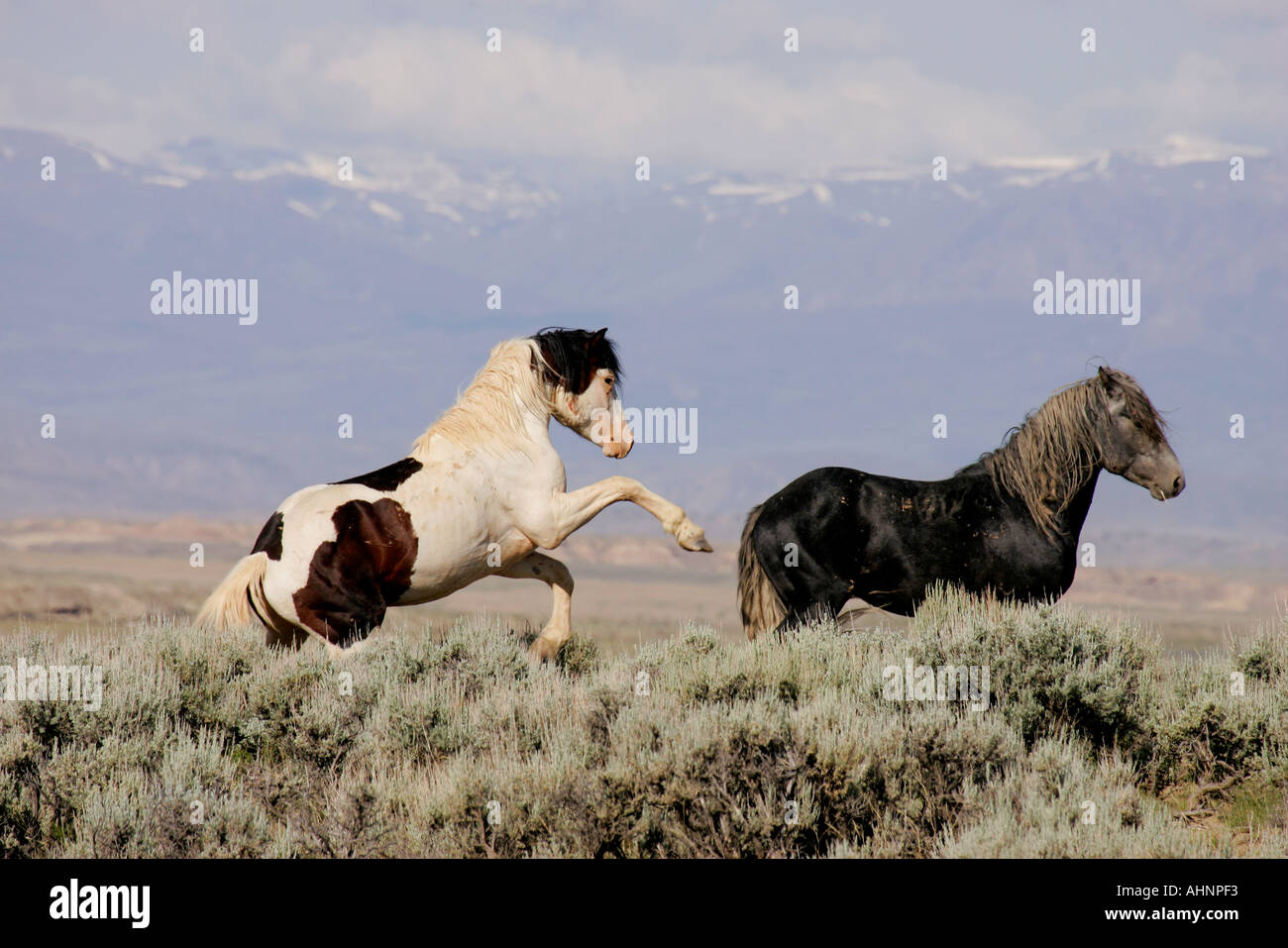 Majestic stallions hi-res stock photography and images - Alamy