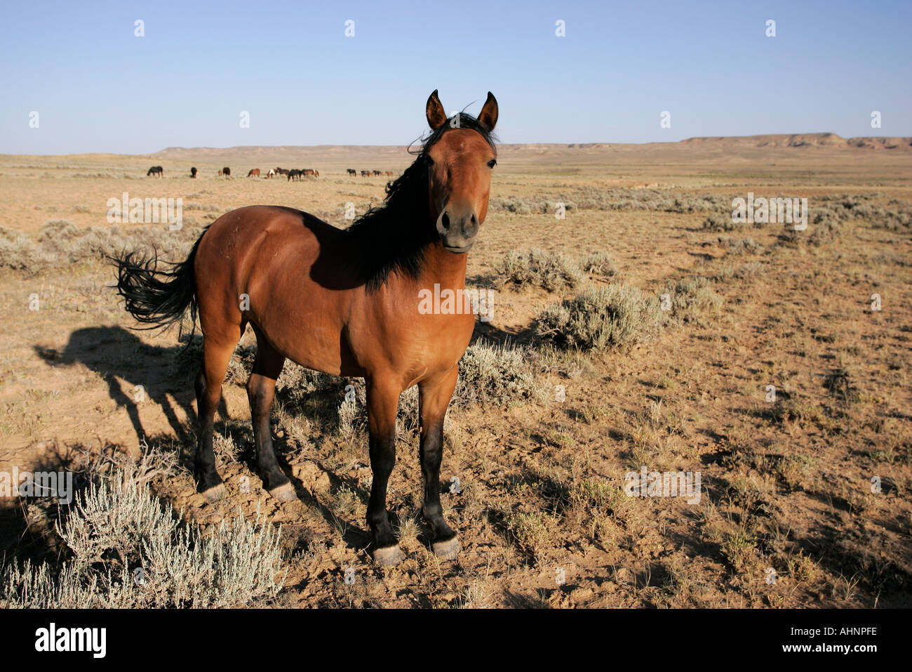 Curious wild mustang mare Stock Photo - Alamy