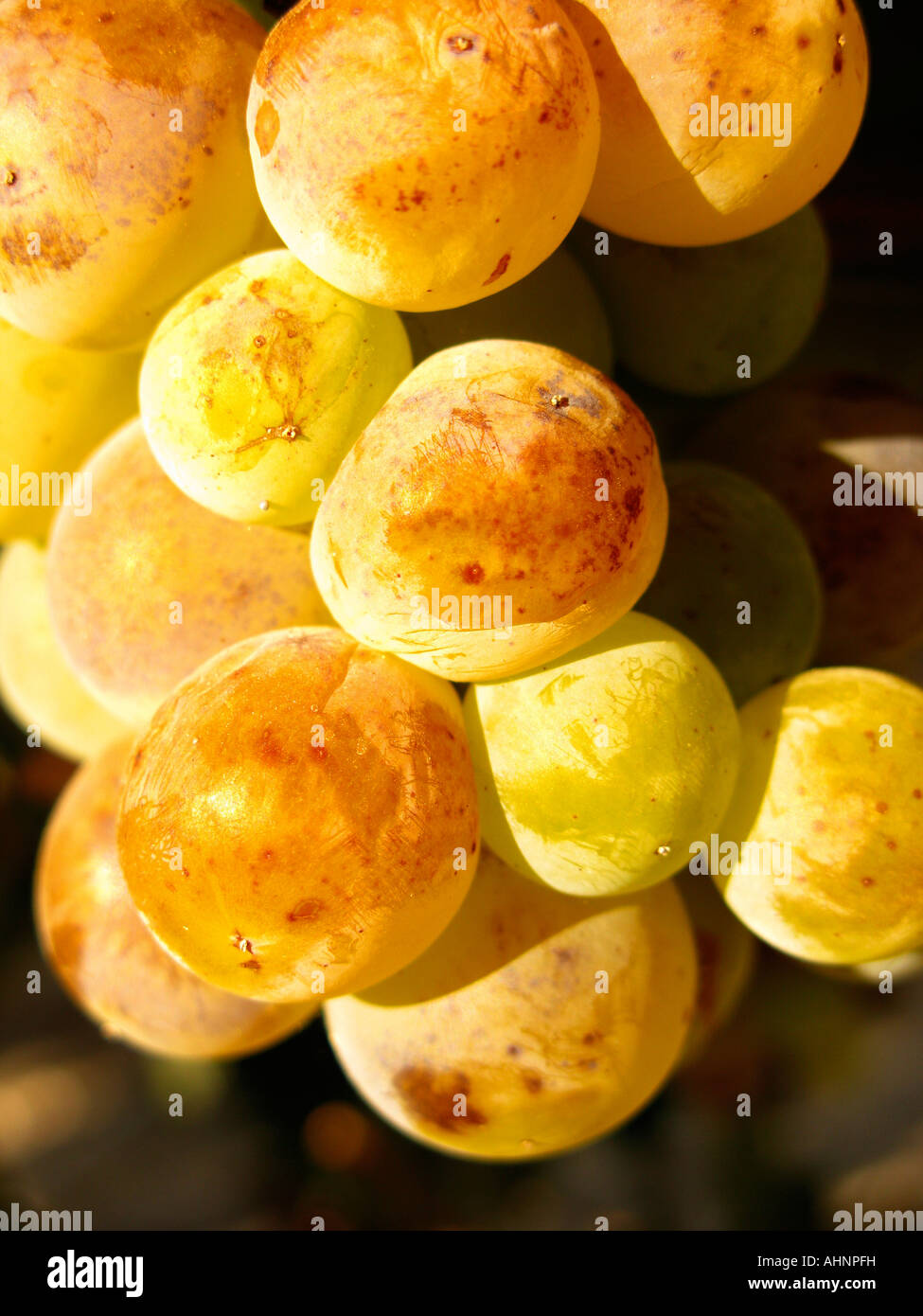 white Muskat Muscat grapes hang Stock Photo - Alamy