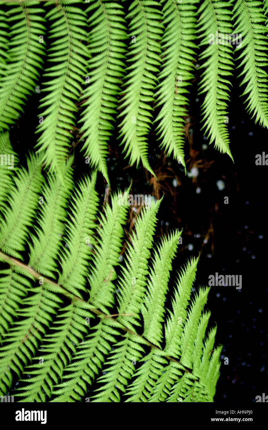 Fern spikes hi-res stock photography and images - Alamy