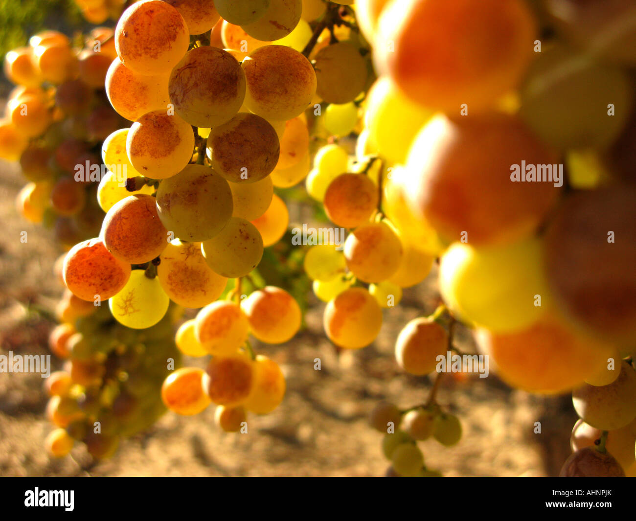 white Muskat Muscat grapes grow Stock Photo - Alamy
