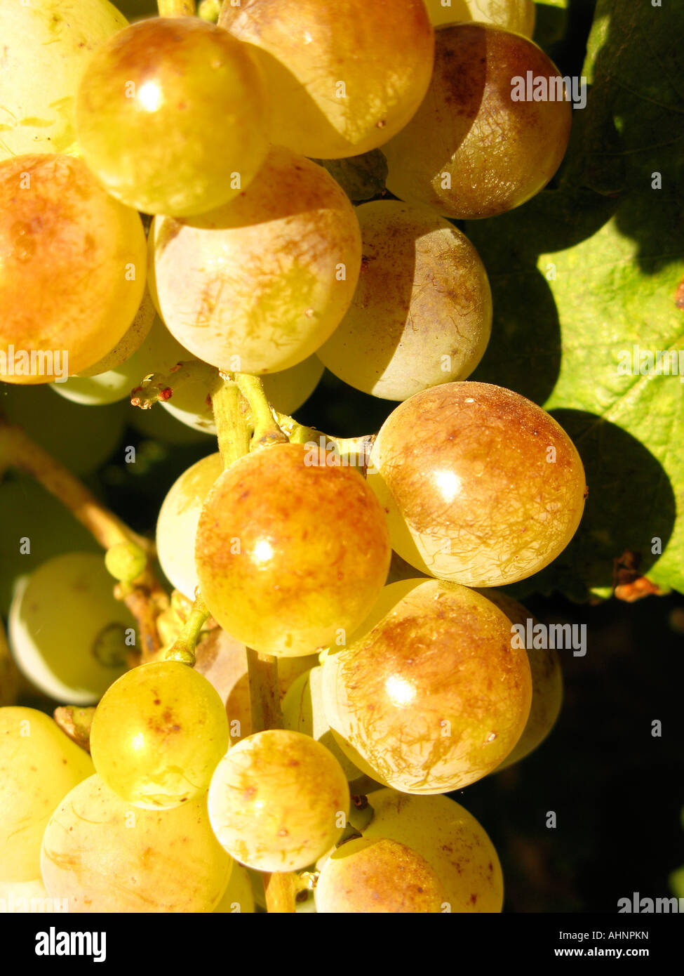 white Muskat Muscat grapes vertical Stock Photo - Alamy
