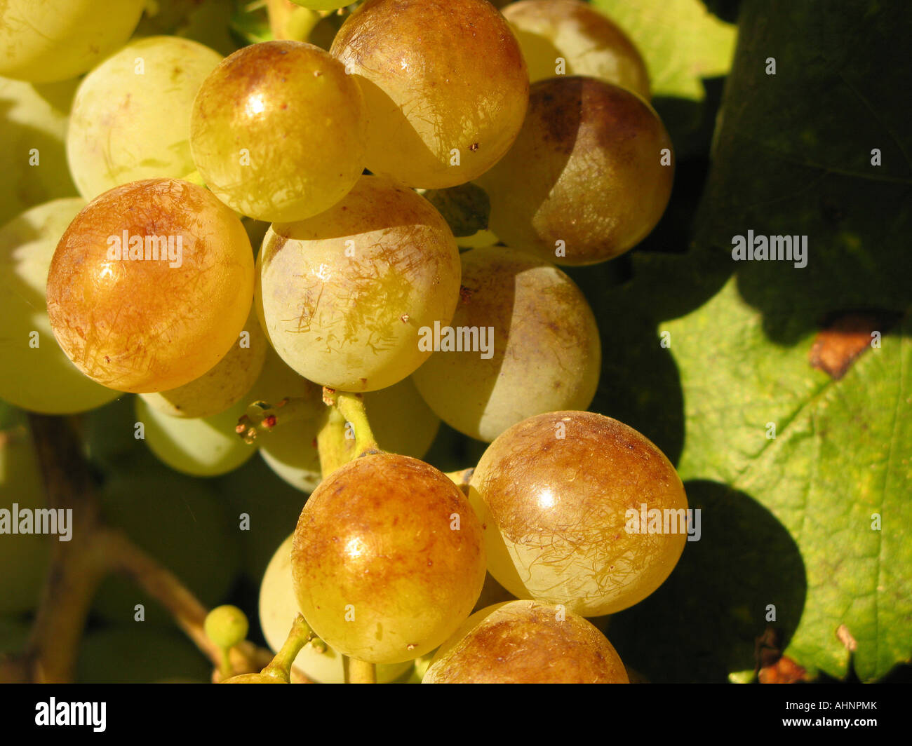 Muskat hi-res stock photography and images - Alamy