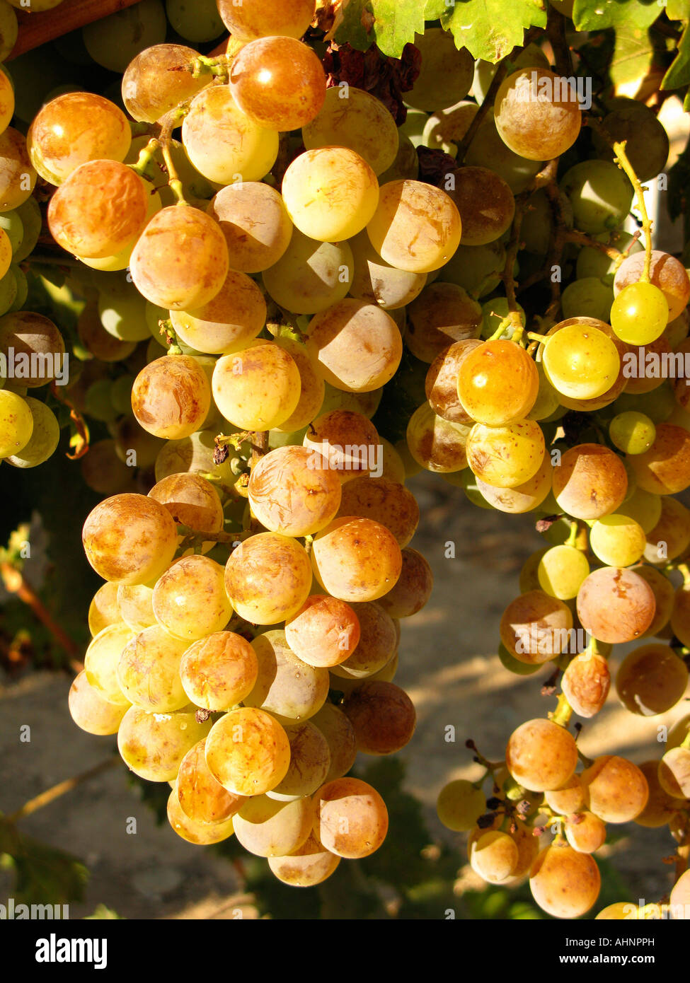 white Muskat Muscat grapes hang Stock Photo - Alamy