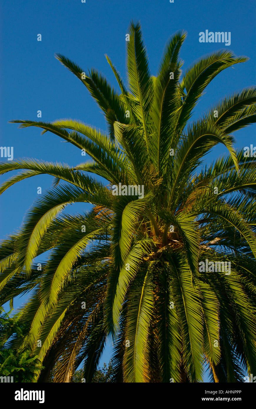 Date Palm Tree Phoenix dactylifera Stock Photo - Alamy