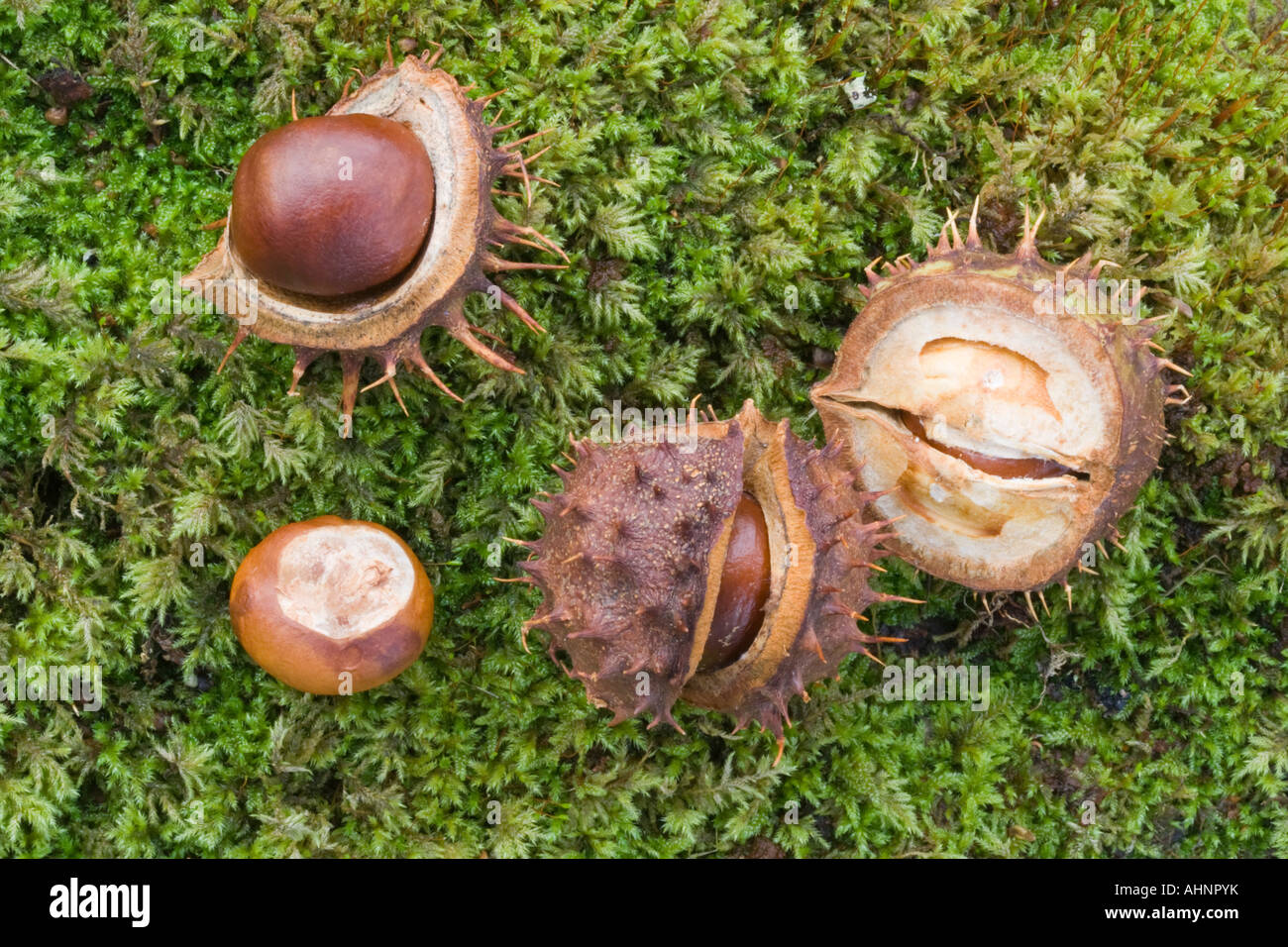 Horse Chestnut seed lying on moss Stock Photo - Alamy
