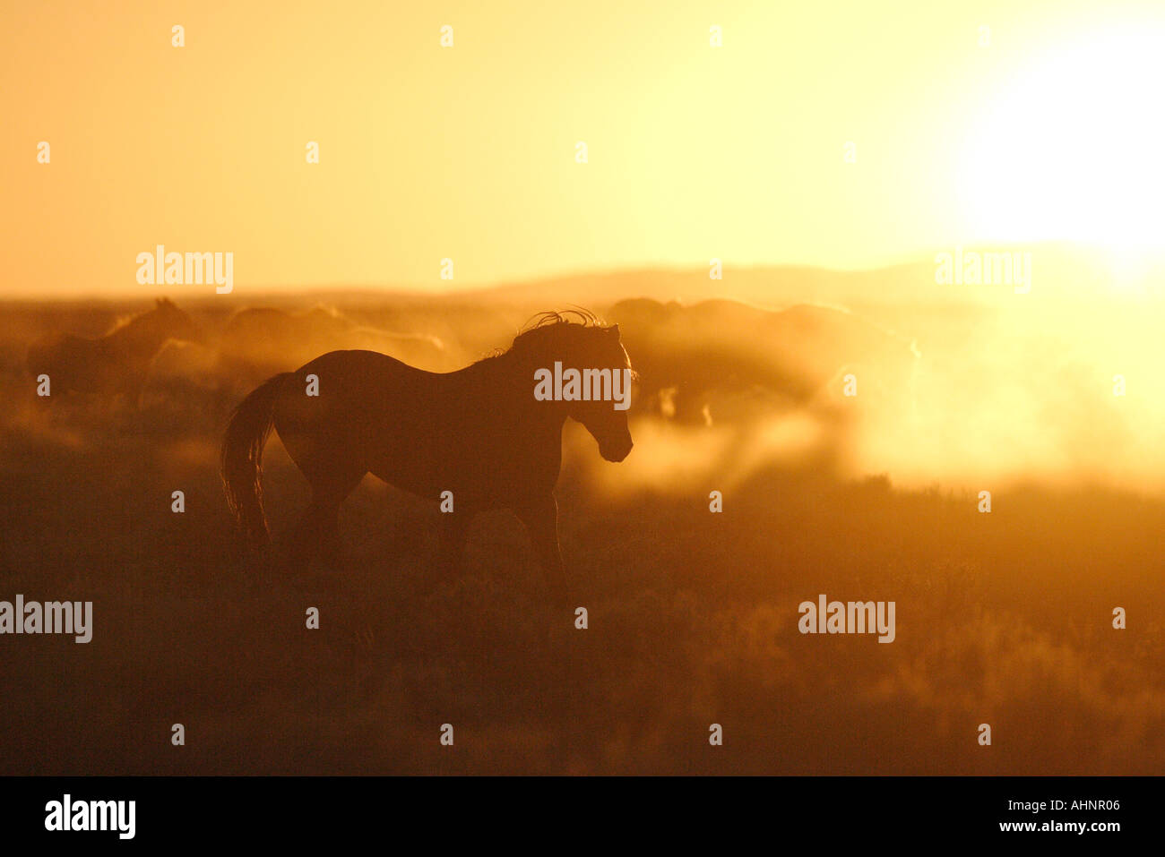 Wild mustangs running hi-res stock photography and images - Alamy