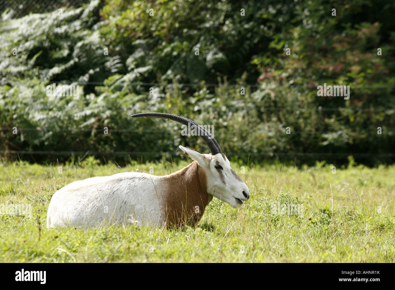 Scimitar horned oryx horns hi-res stock photography and images - Alamy