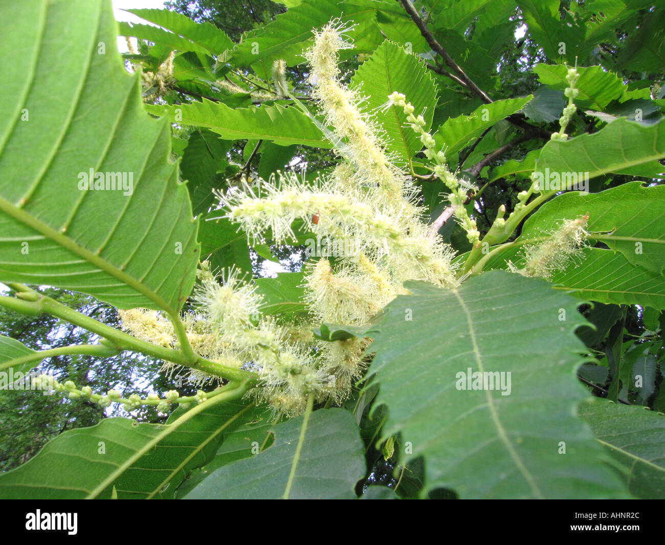 Chestnut tree blossom Castanea sativa Stock Photo - Alamy