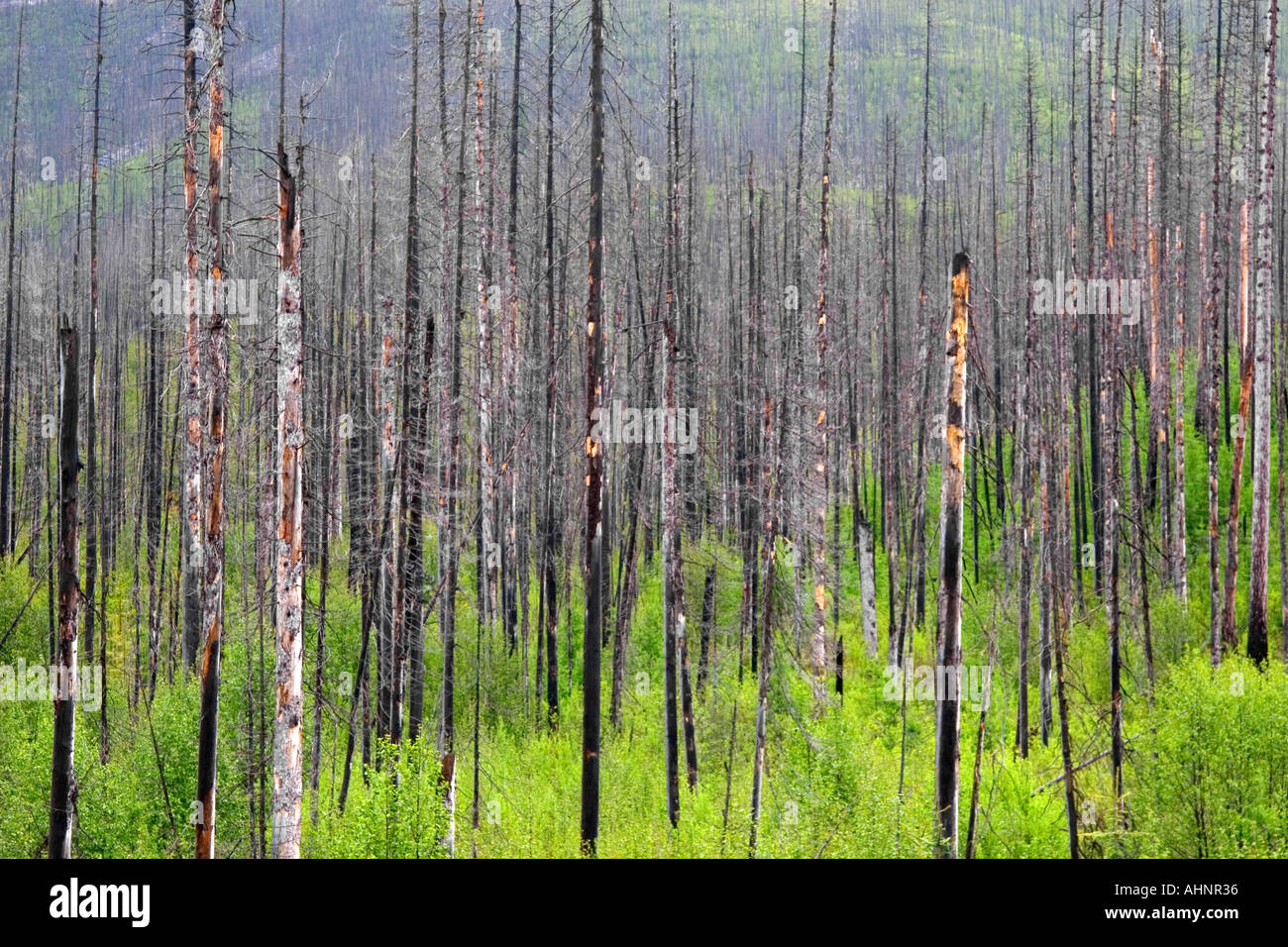 Okanagan National Forest 8 years after forest fire showing standing ...