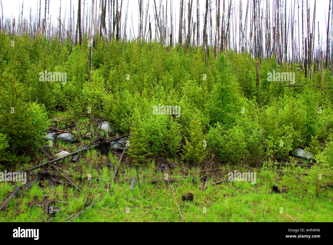 Okanagan National Forest 8 years after forest fire showing standing ...