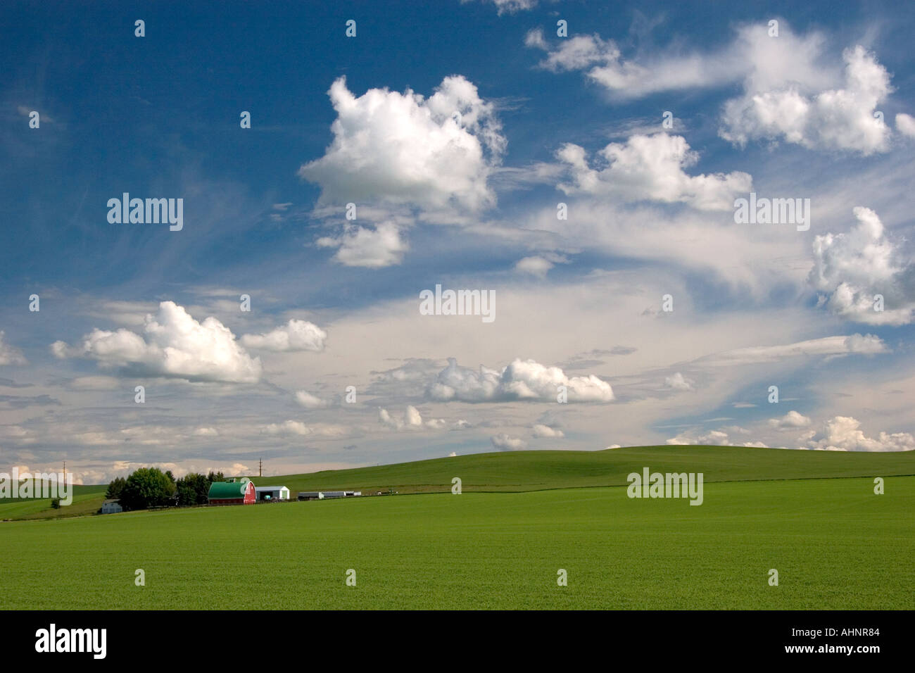 Eastern washington pea farm with rolling hills and clouds Stock Photo ...