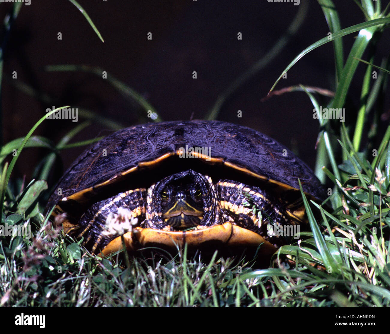 Golden slider hi-res stock photography and images - Alamy