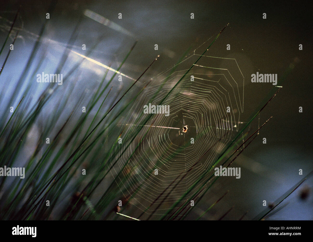 spider web in California garden Stock Photo - Alamy