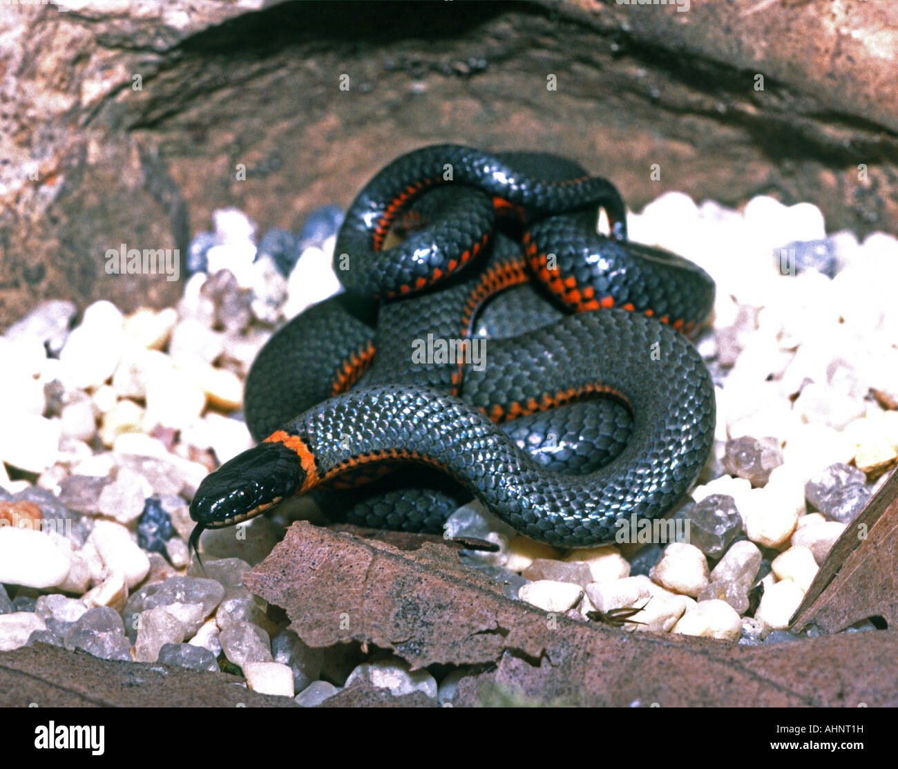 Ringneck snake Diadophis punctatus San Francisco California USA Stock ...