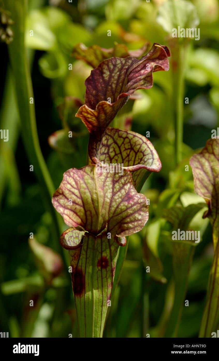 Popei hi-res stock photography and images - Alamy