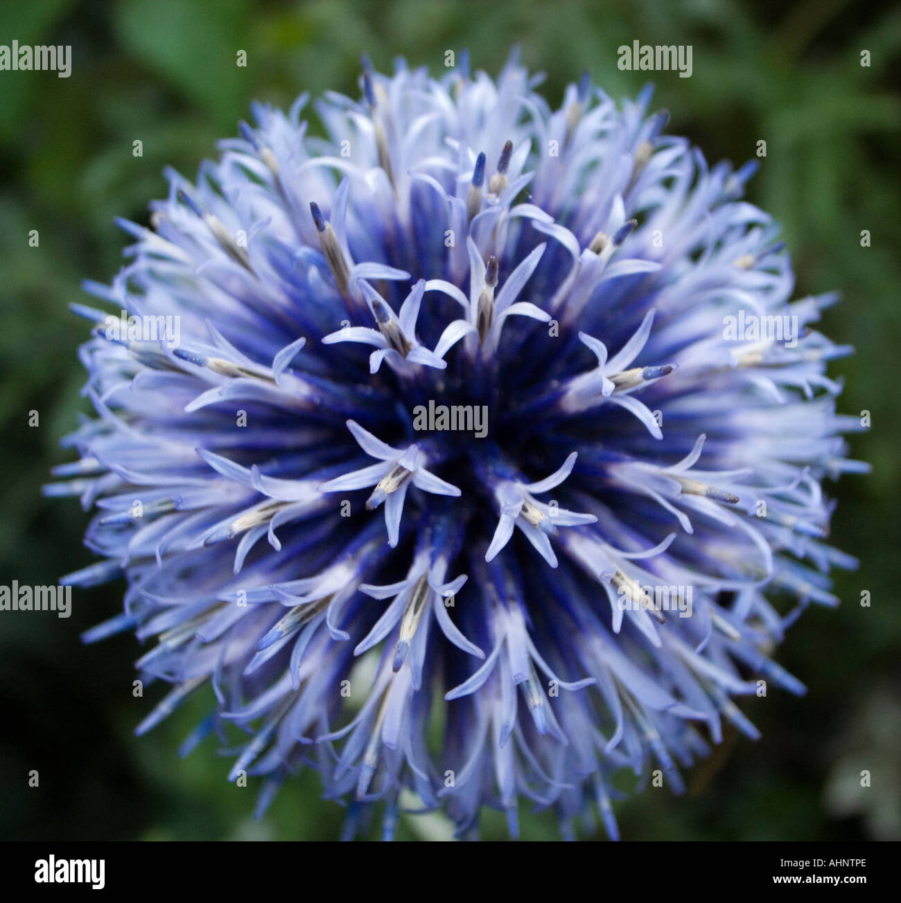 ECHINOPS RITRO GLOBE THISTLE PERENNIAL close-up of bright blue flower ...