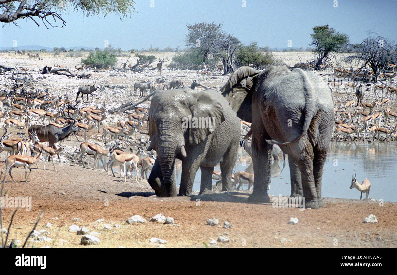 Namibia elephant in Etosha Stock Photo - Alamy