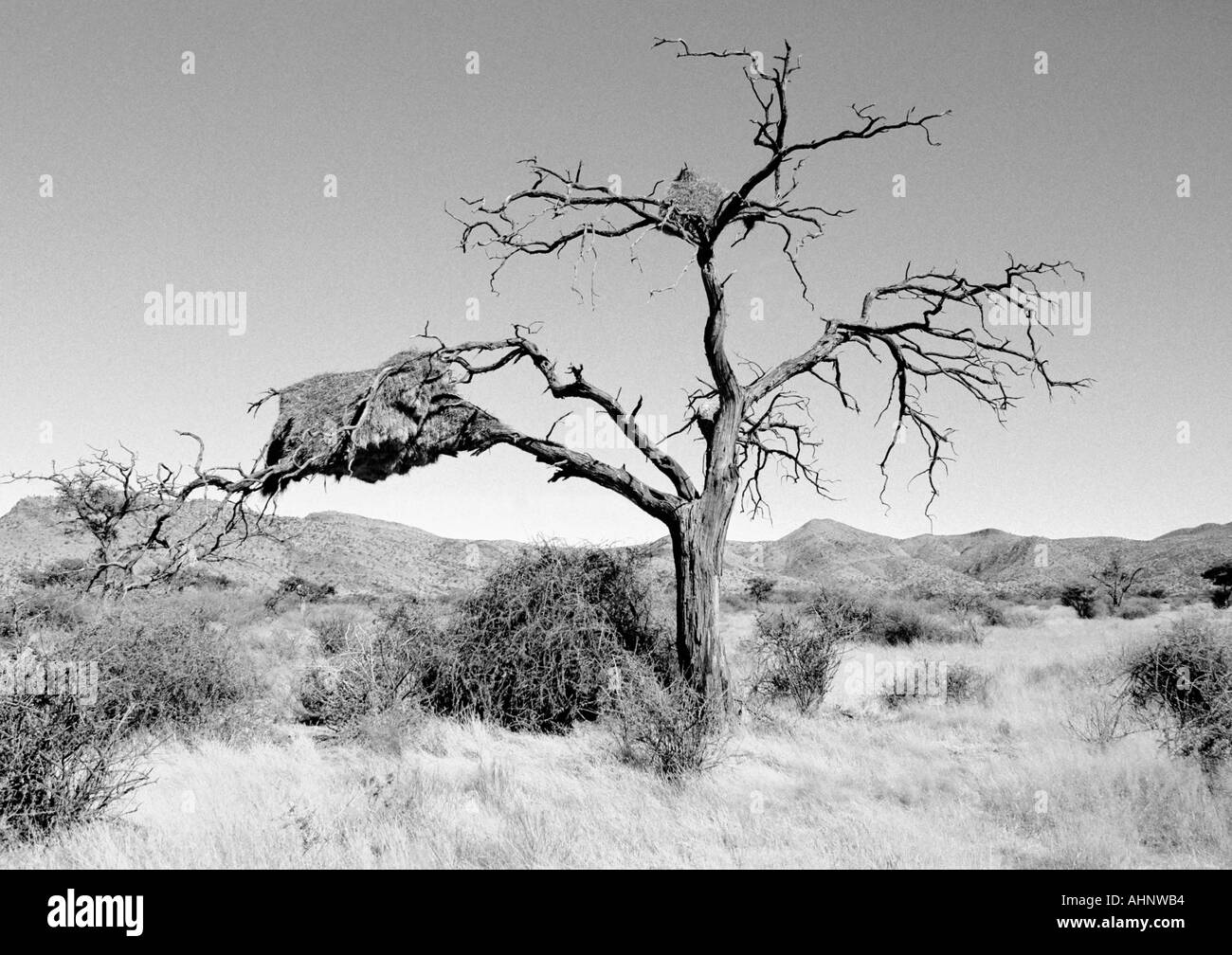 Very sociable Black and White Stock Photos & Images - Alamy