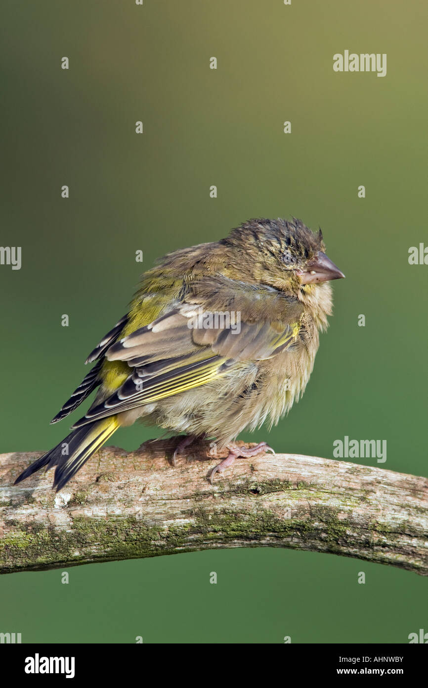 Trichomoniasis bird hi-res stock photography and images - Alamy