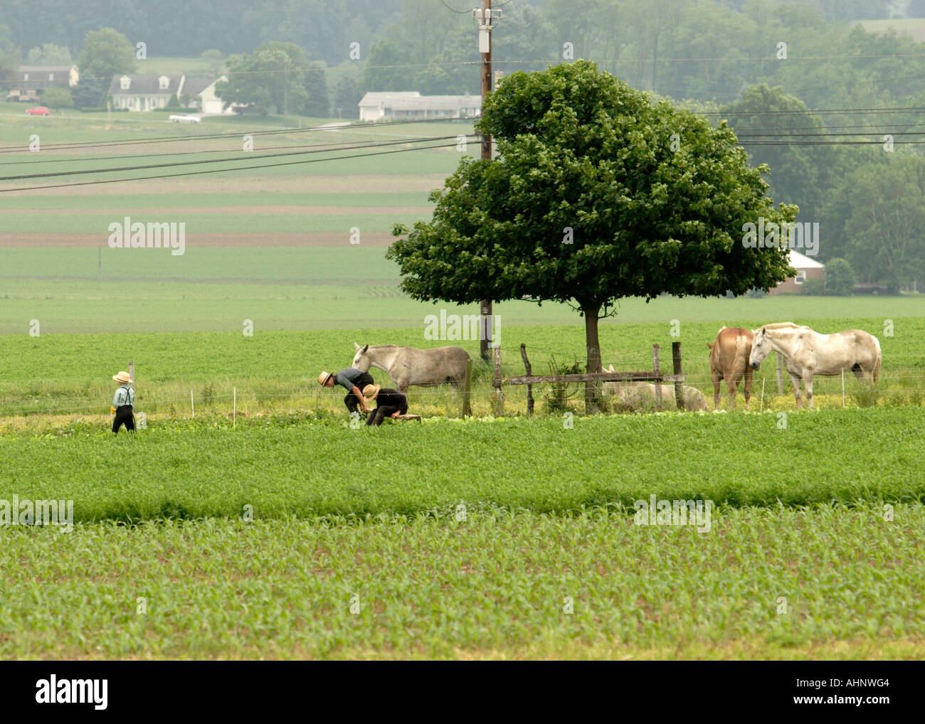 Rural farm fields in lancaster hi-res stock photography and images - Alamy