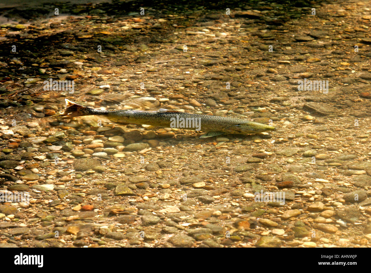 Spawning Chinook or King Salmon (Oncorhynchus tshawytscha Stock Photo ...