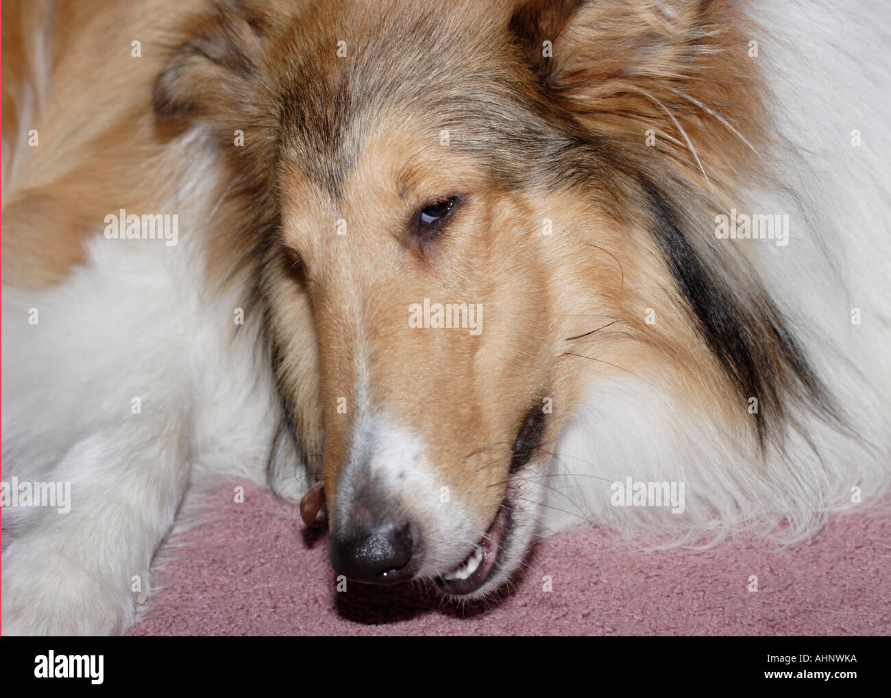 Dog eating a snack hi-res stock photography and images - Alamy